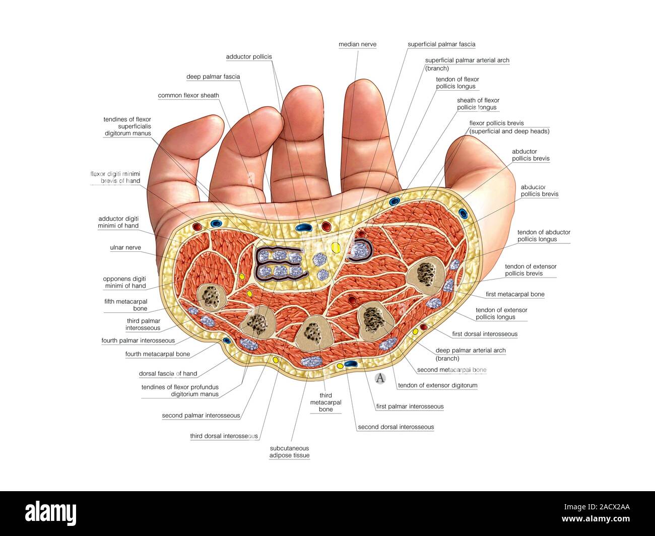 Abbildung: die Muskeln der Hand. Dies ist ein Querschnitt der Hand ...