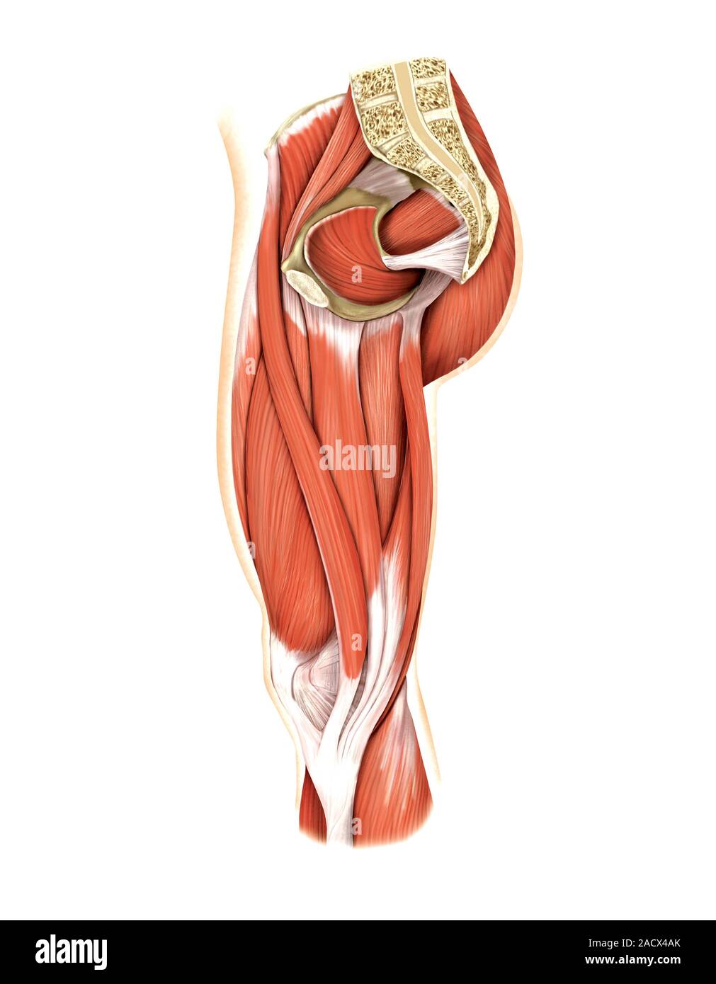Abbildung: die Muskeln der Oberschenkel. Dies ist ein Zwischenergebnis des Oberschenkels ...