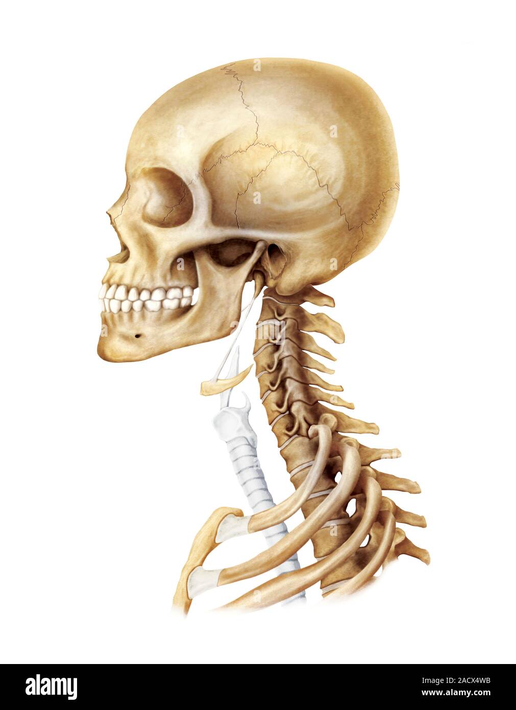 Abbildung der Knochen von Kopf und Hals. Dies ist eine laterale Ansicht ...