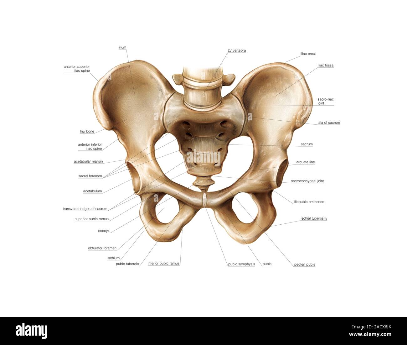 Darstellung der Becken. Das anteriore Ansicht mit der Bezeichnung ...