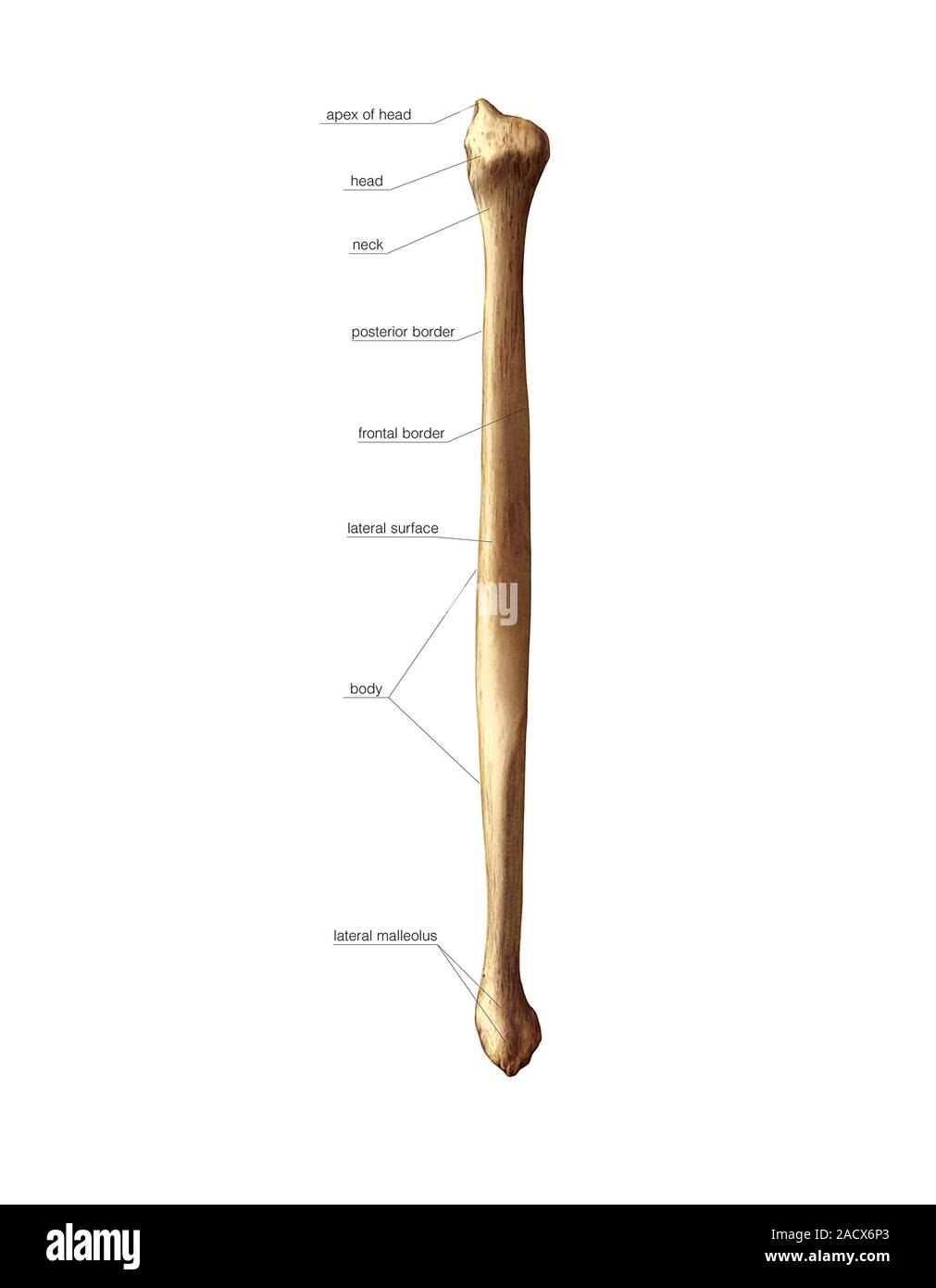 Darstellung der Fibel. Diese laterale Ansicht mit der Bezeichnung ...