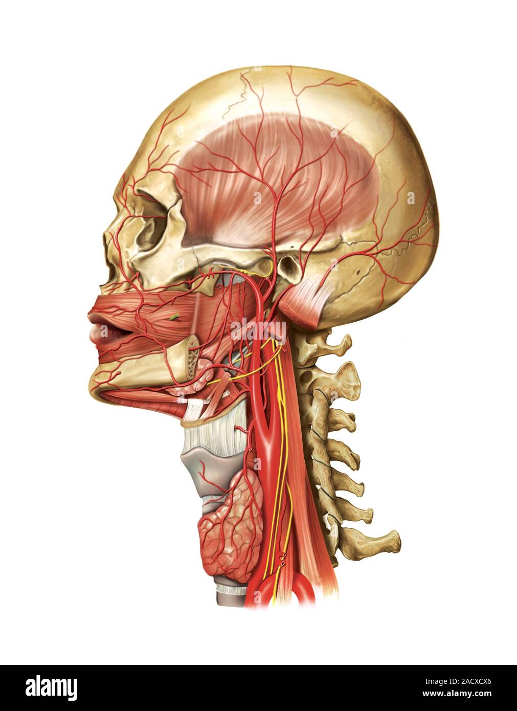 Abbildung des Kopfes und des Halses arteriellen System. Dieser linken ...