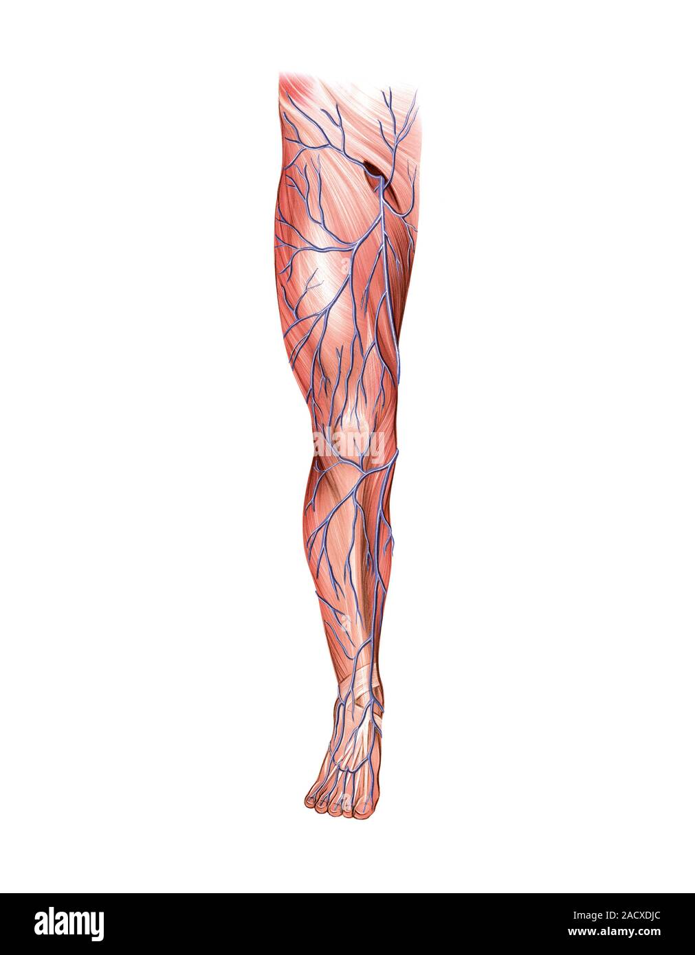 Abbildung: Das venensystem der unteren Extremität. Diese anterior ...