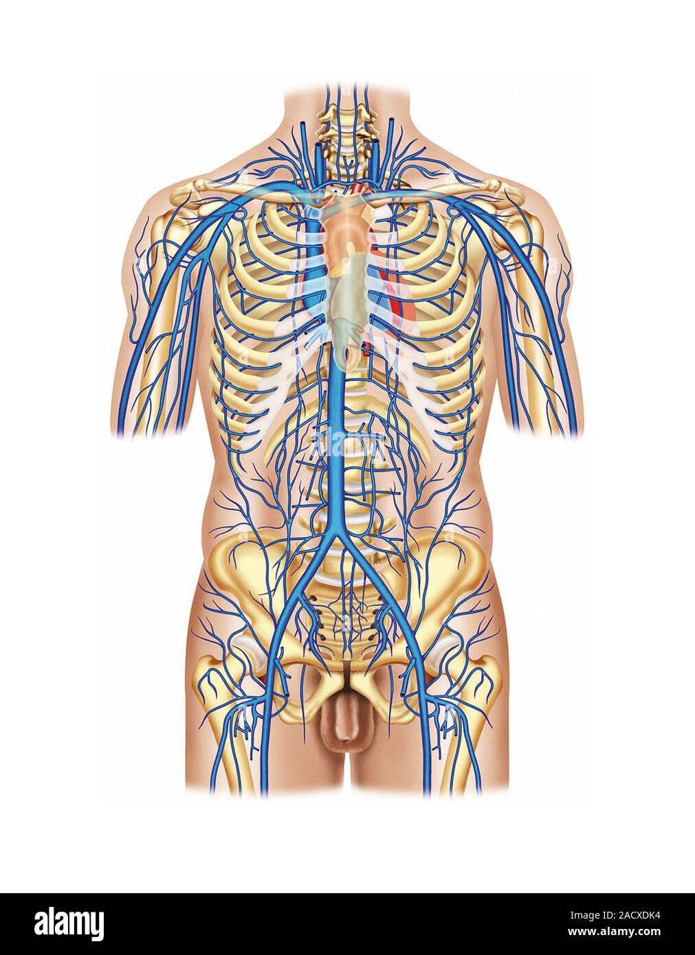 Abbildung: das venöse System des Stammes. Das anteriore Ansicht ...