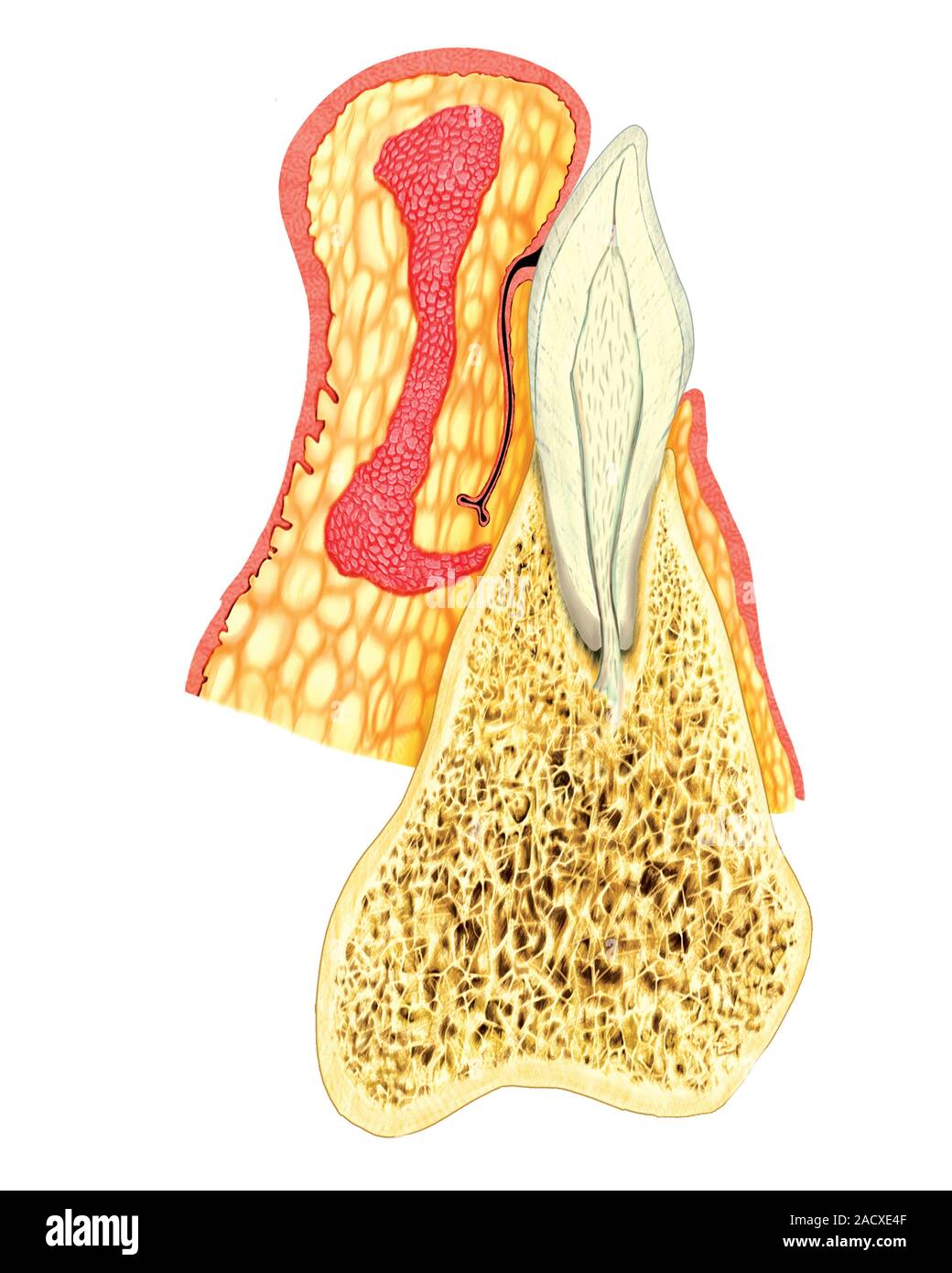 Darstellung der Struktur der schneidezahn. Diese Ansicht Abbildung wird ...