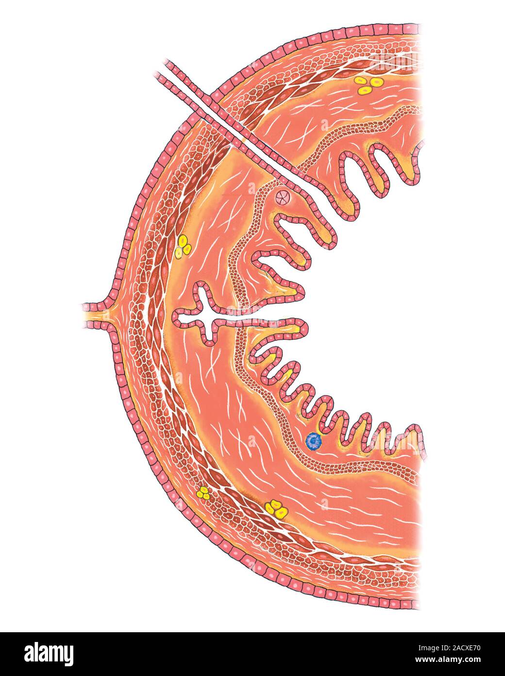 Darstellung der grundlegenden histologischen Struktur der Darmwand ...