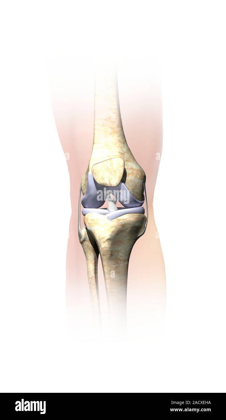 Knie Anatomie. Artwork der Bänder des Kniegelenks. Ligament verbindet ...