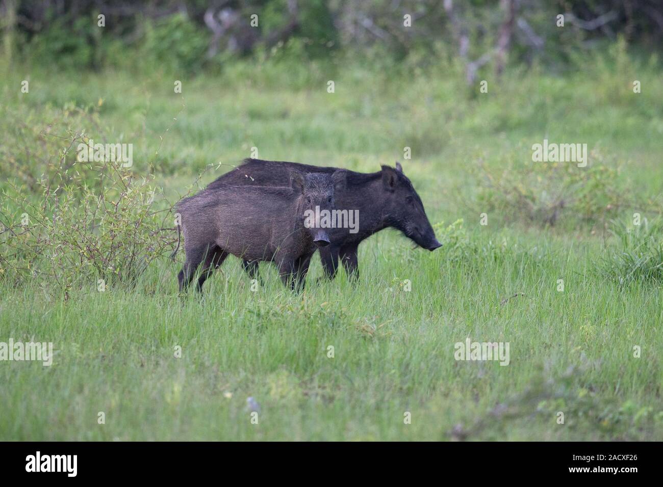 Sri lankan wild boars -Fotos und -Bildmaterial in hoher Auflösung – Alamy