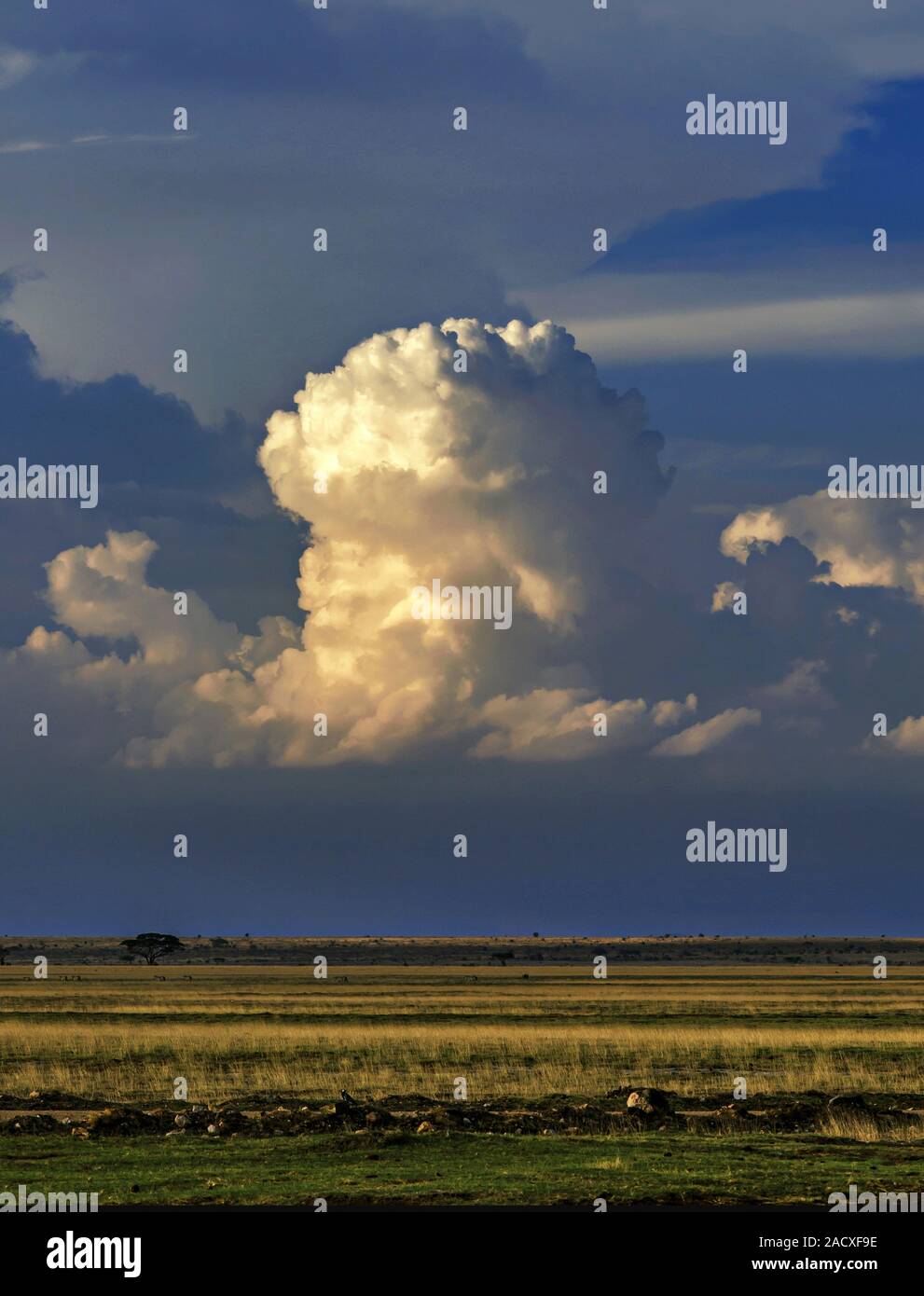 Cumulus congestus Wolken vor den Kilimanjaro. Diese Art der Bildung von Wolken entsteht als ...
