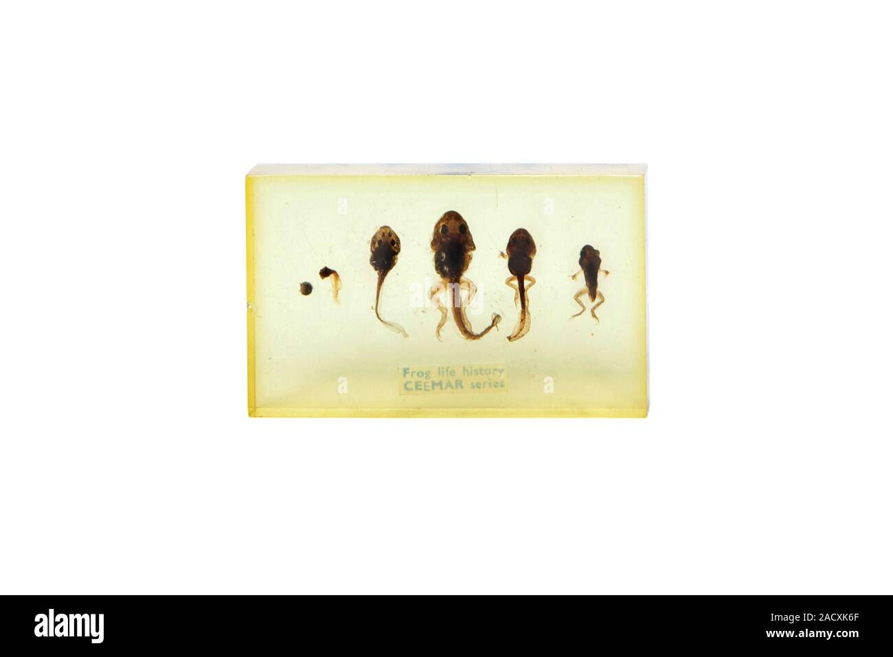 Der Frosch life cycle, Eier, Kaulquappen und junge froglet. Erhaltene ...