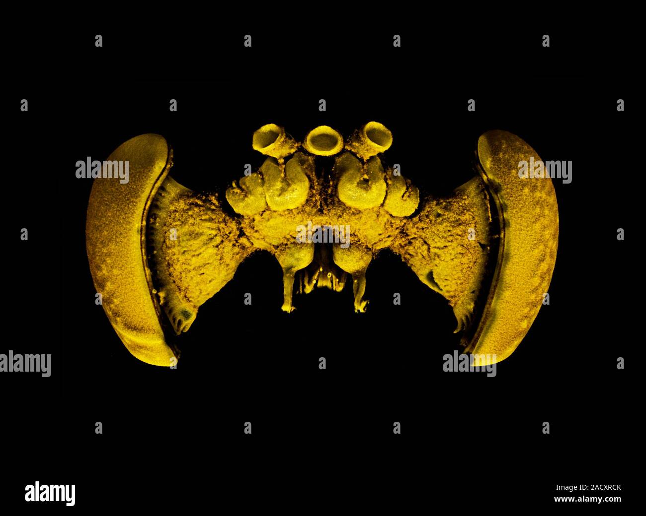 Bumblebee brain (Bombus sp.), Micro-CT-Scan. Dieses Bild wurde mit X ...
