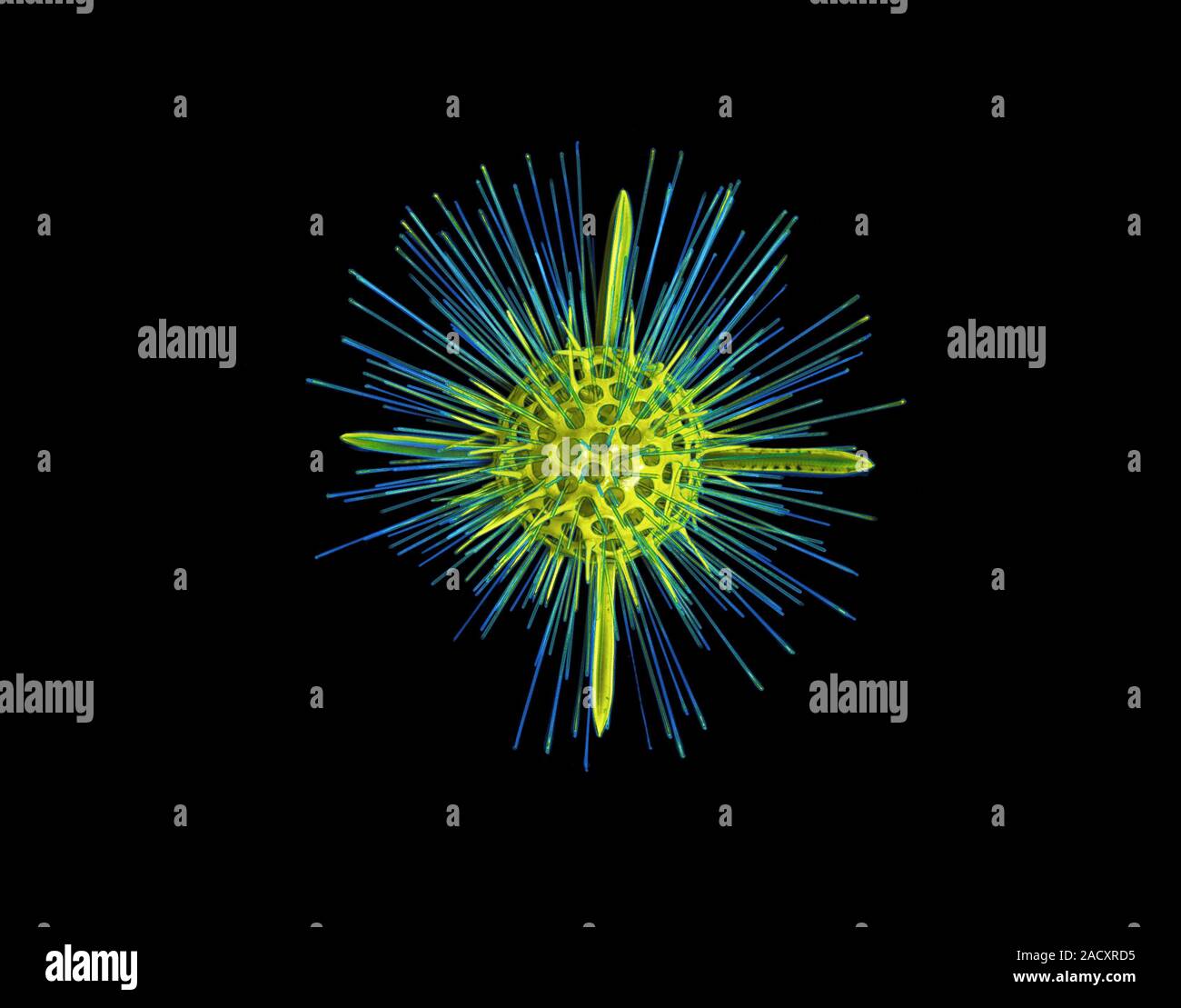 Glas radiolarie Modell (Actinomma asteracanthion), Micro-CT-Scan ...