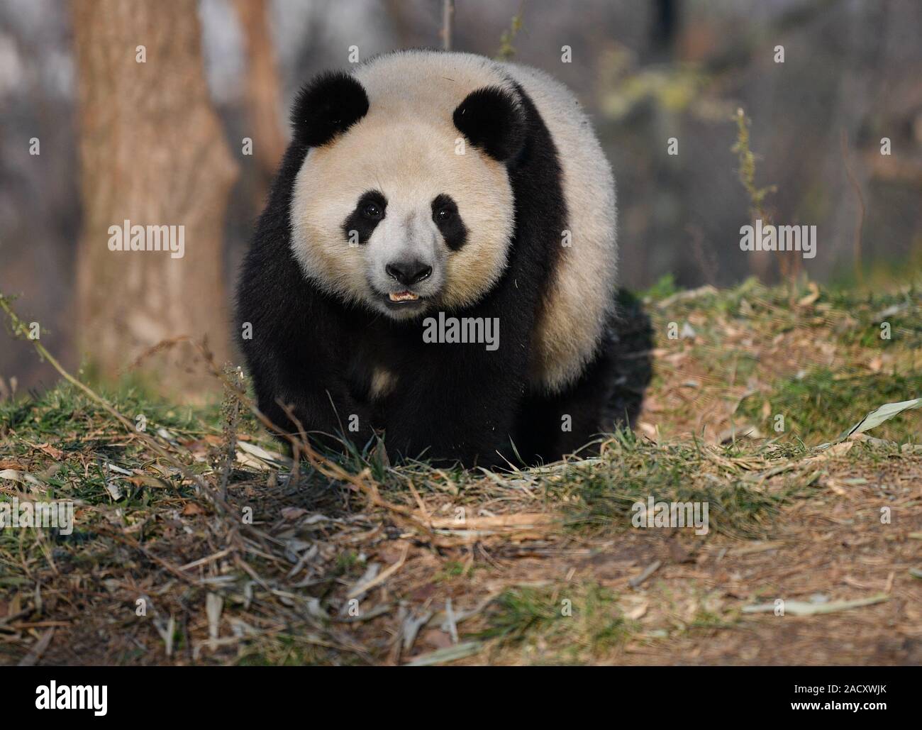 Xiao xin -Fotos und -Bildmaterial in hoher Auflösung – Alamy