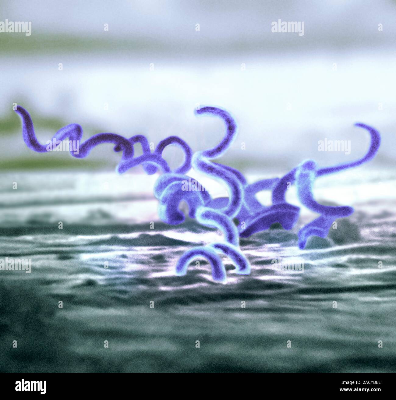 Syphilis Bakterien. Farbige Scanning Electron Micrograph (SEM) Der ...