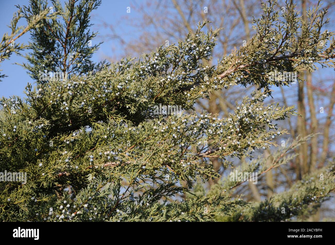 Juniper juniperus virginiana -Fotos und -Bildmaterial in hoher ...