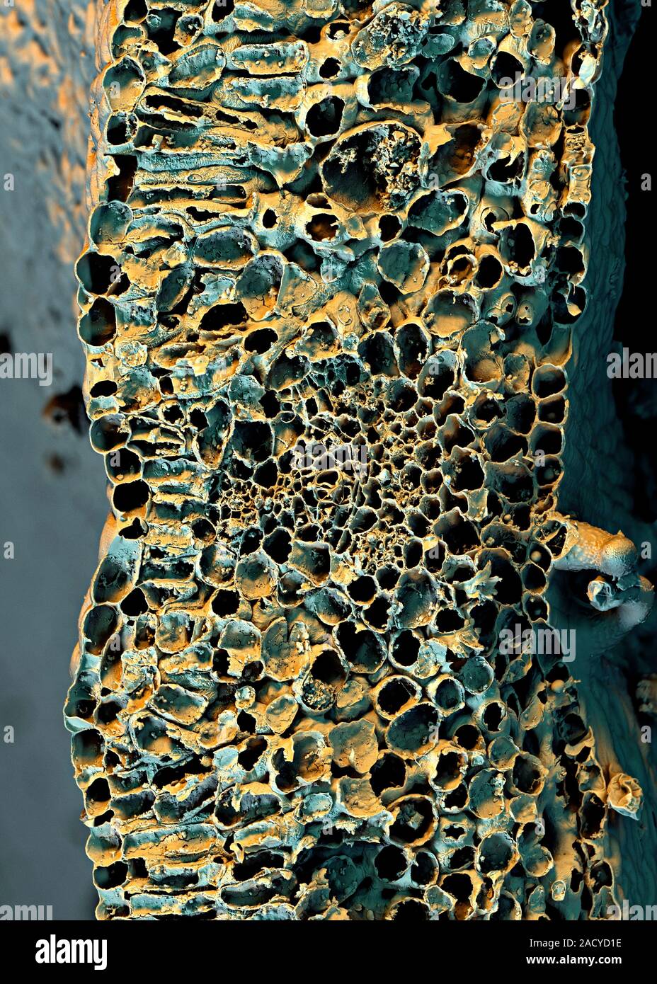 Spanischer Pfeffer (Capsicum annuum) Blatt, farbige Scanning Electron ...