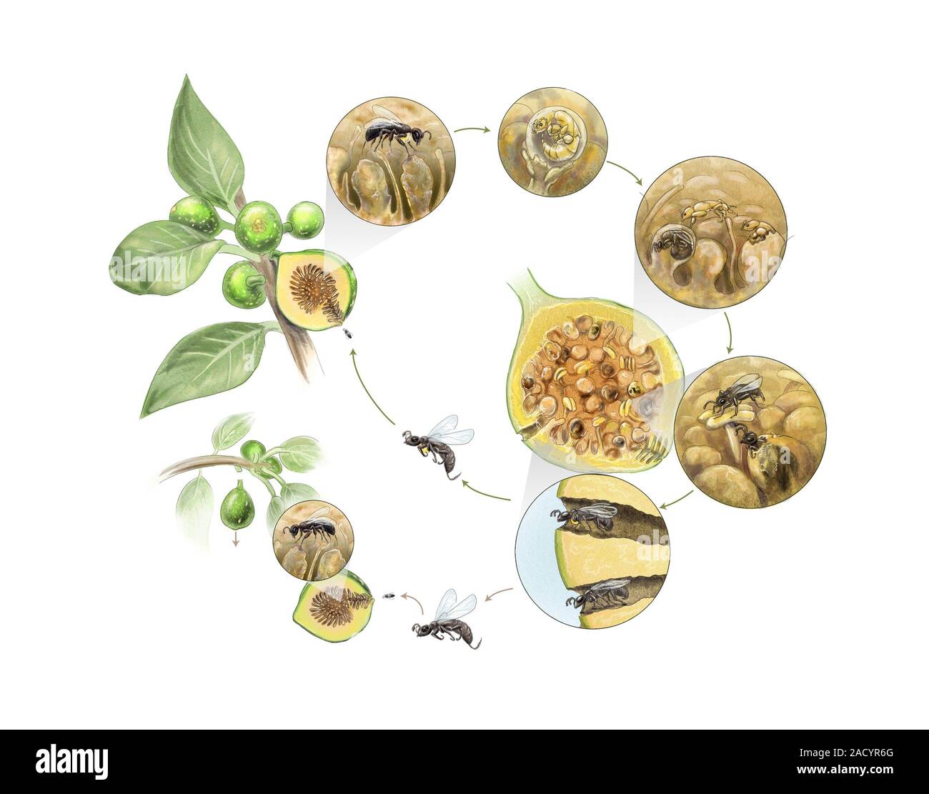 Abb. wasp Life Cycle, Illustration. Die gemeinsame Feigenbaum (Ficus ...