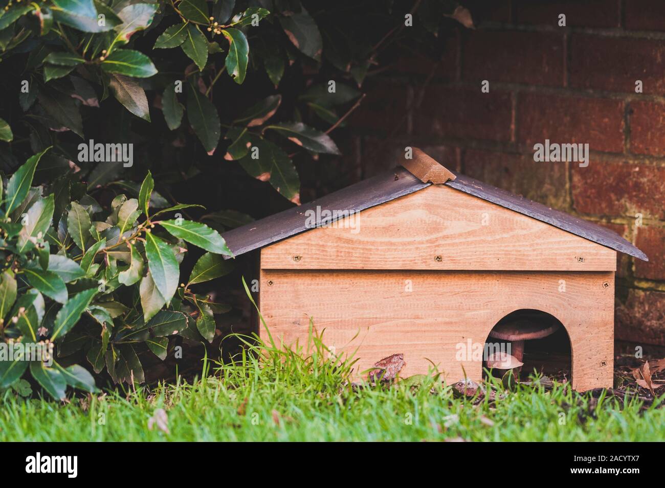 Igel mit haus -Fotos und -Bildmaterial in hoher Auflösung – Alamy