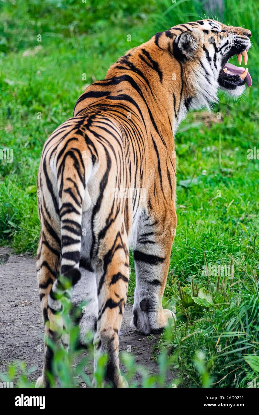 Tiger looking back -Fotos und -Bildmaterial in hoher Auflösung – Alamy