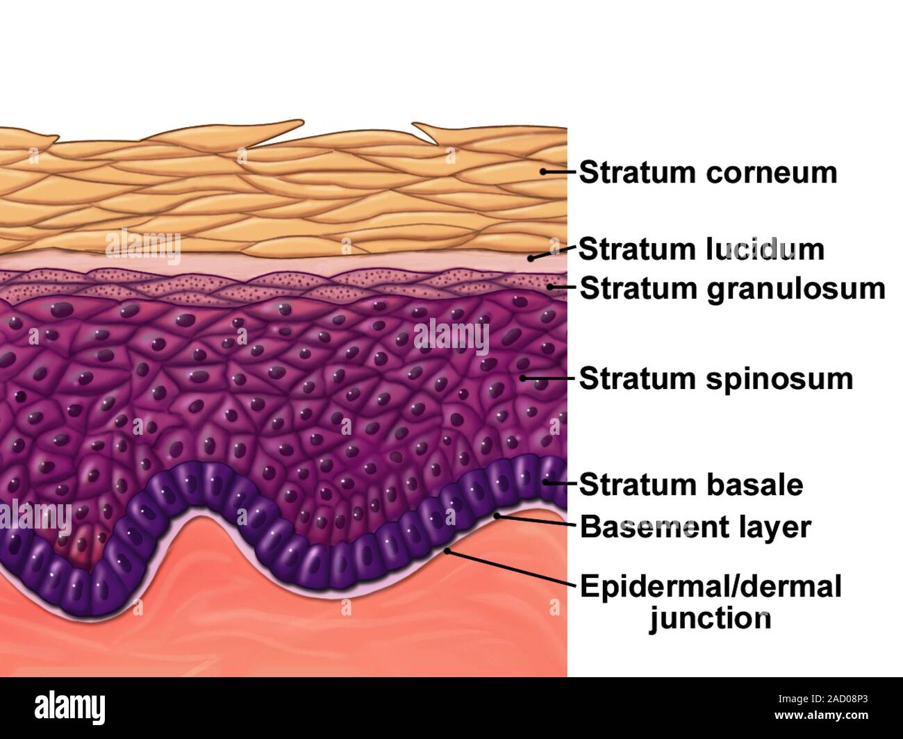 Haut Oberhaut. Abbildung: die Struktur der oberen Schicht der Haut, der Epidermis. Das ist ein ...