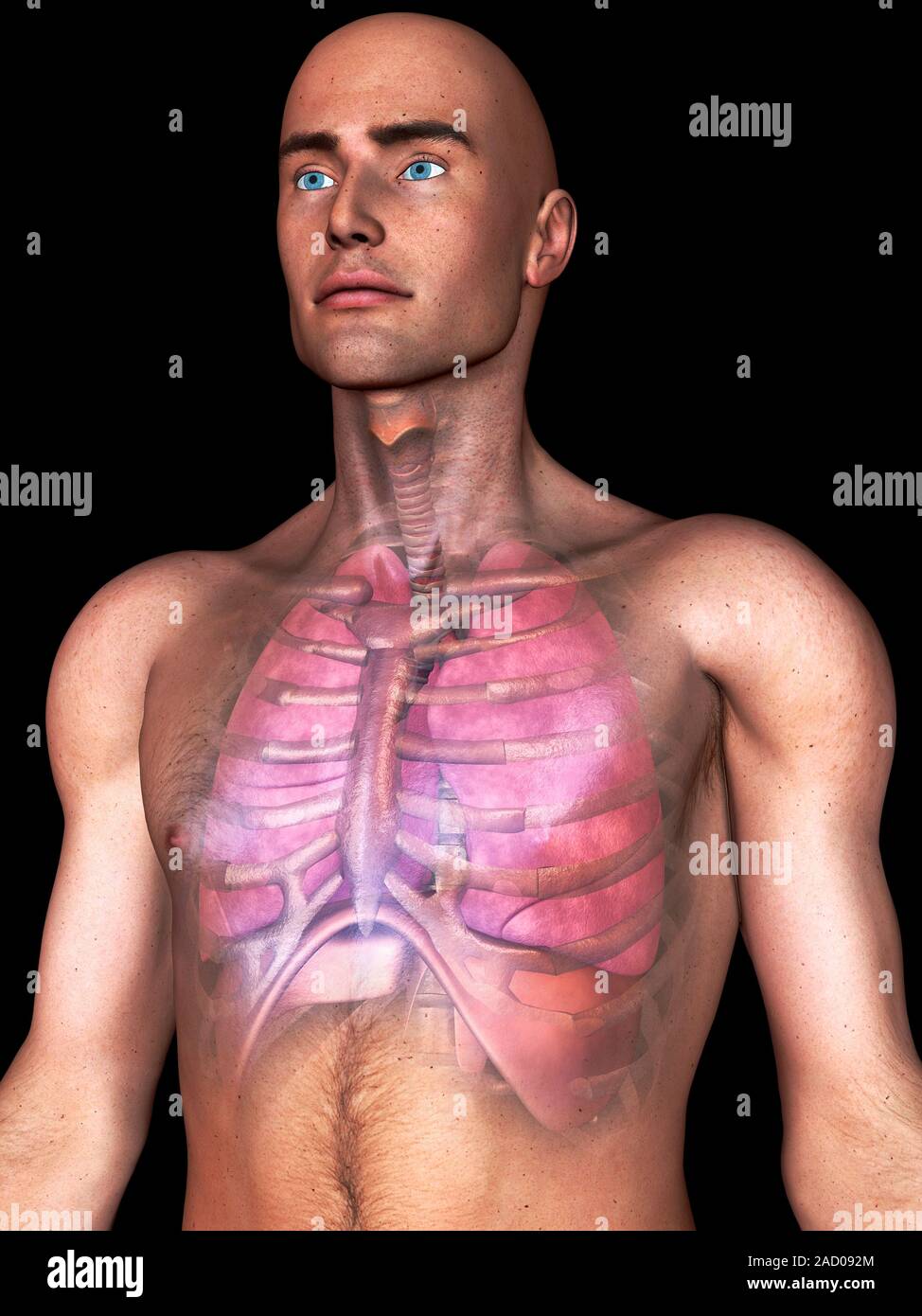Thorax Anatomie. Computer Abbildung der Anatomie der Brusthöhle ...