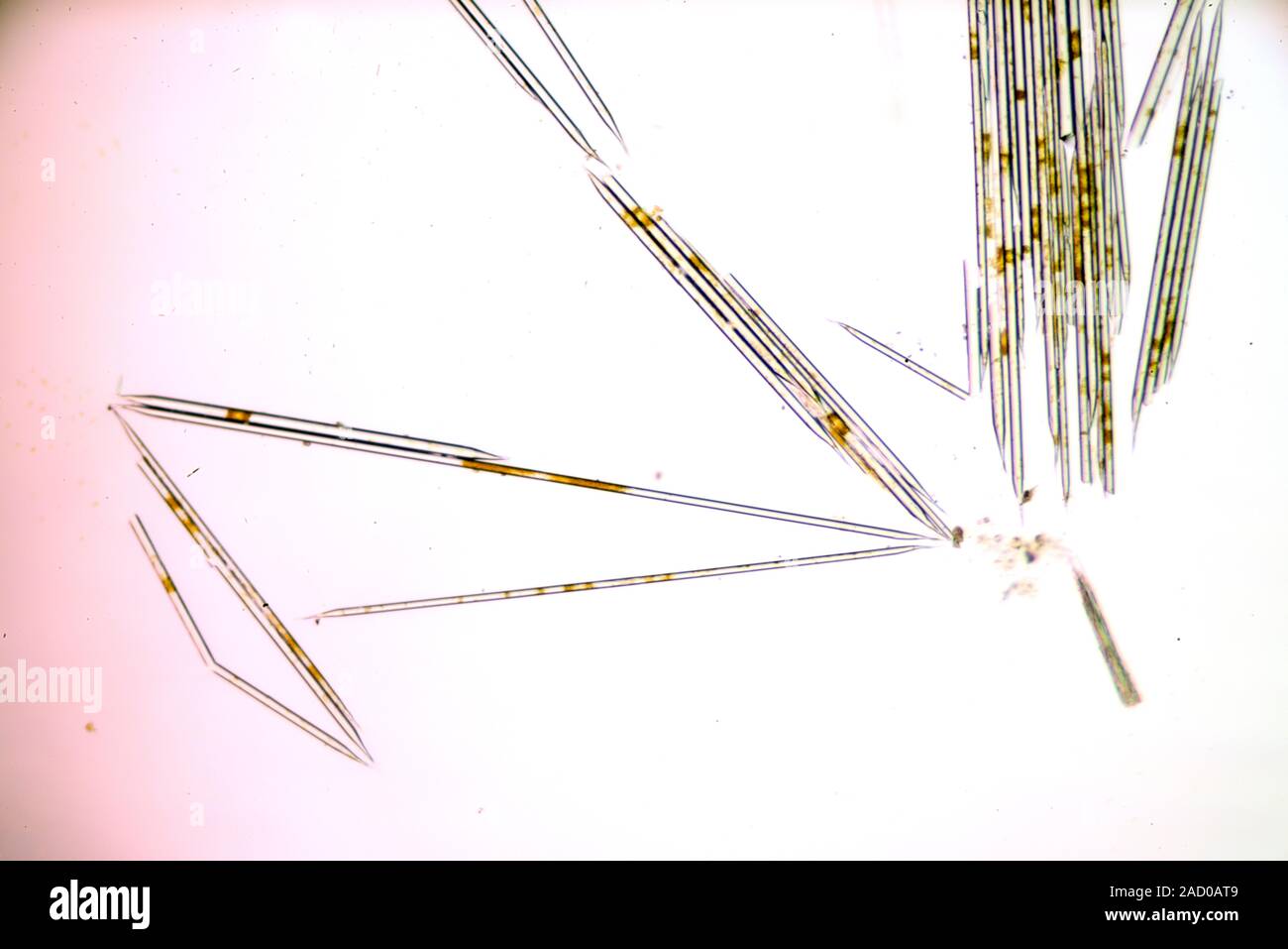 Mikro, Mikroskop, Instrument, Mikroskopie, Wissenschaft, Untersuchen ...