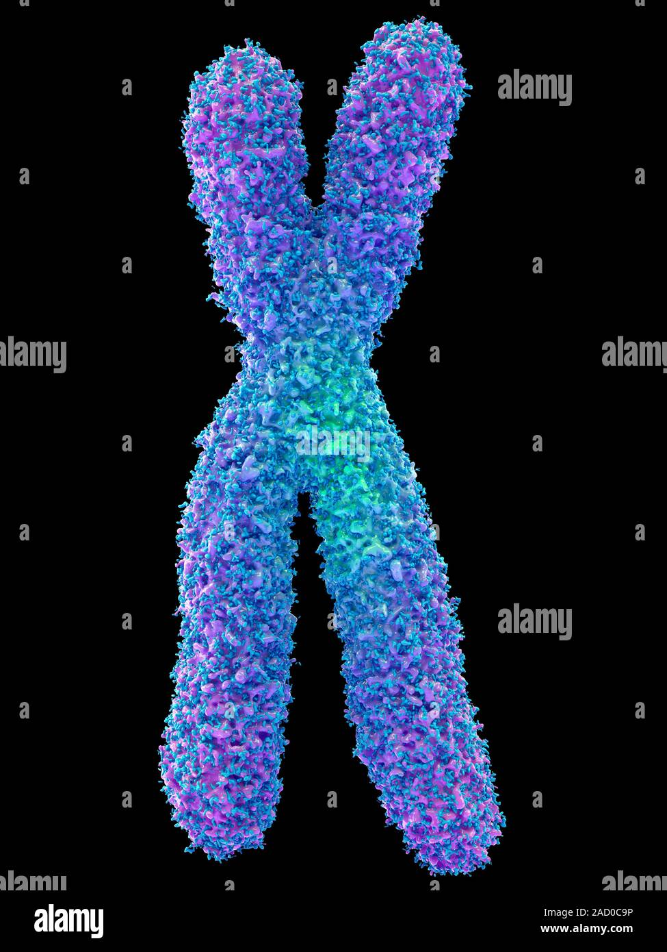 Chromosom. Computer Abbildung eines menschlichen Chromosoms ...