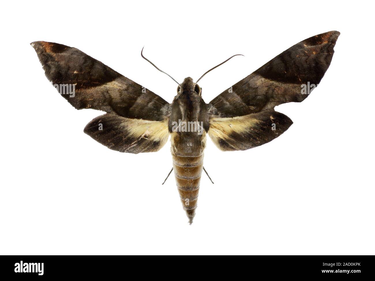Hawk Moth (Eumorpha obliquus). Diese Art von Hawk Moth ist heimisch in ...