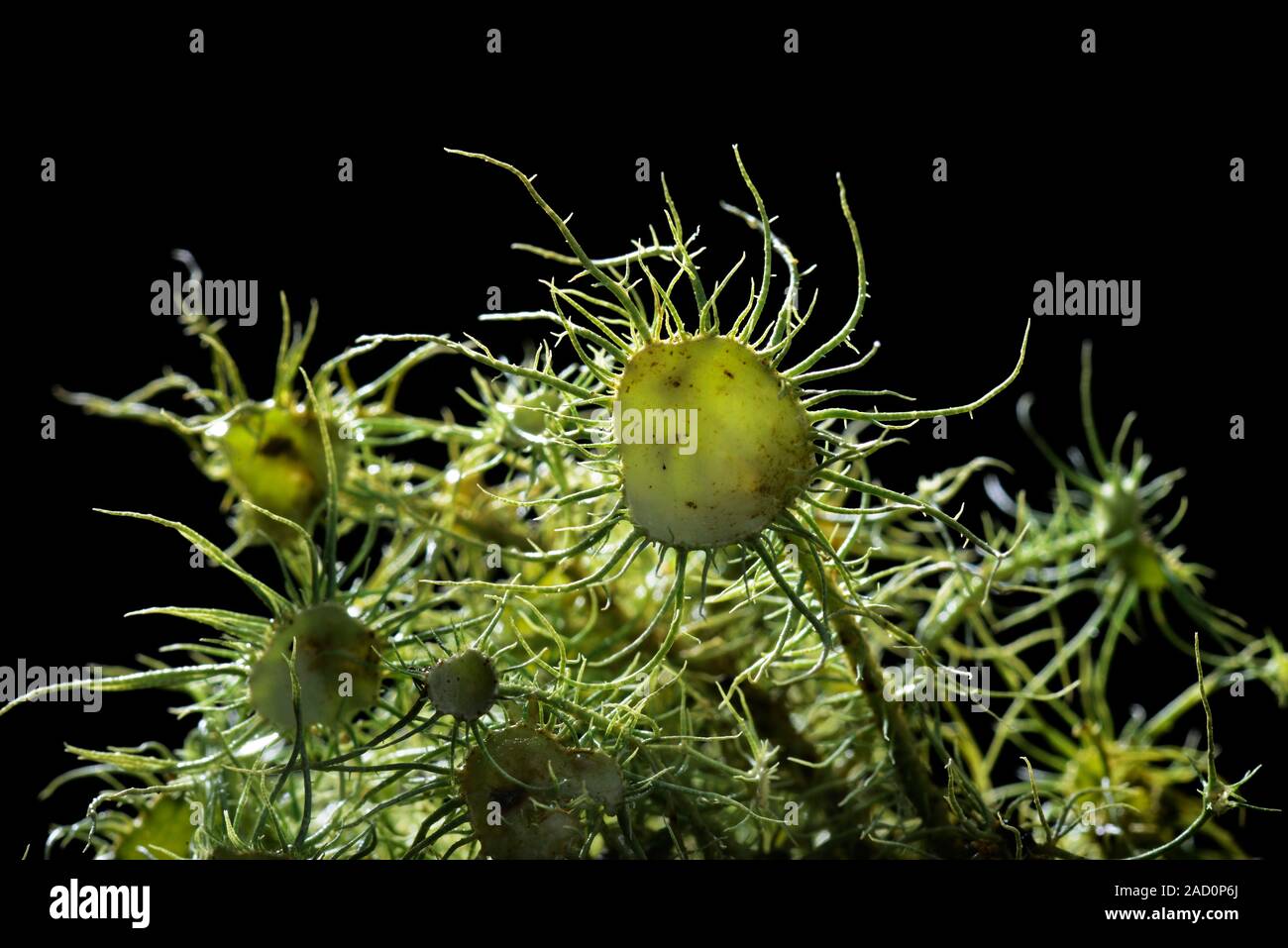 Usnea Florida. Die fruticose flechten Usnea Florida. Eine Flechte ist ...