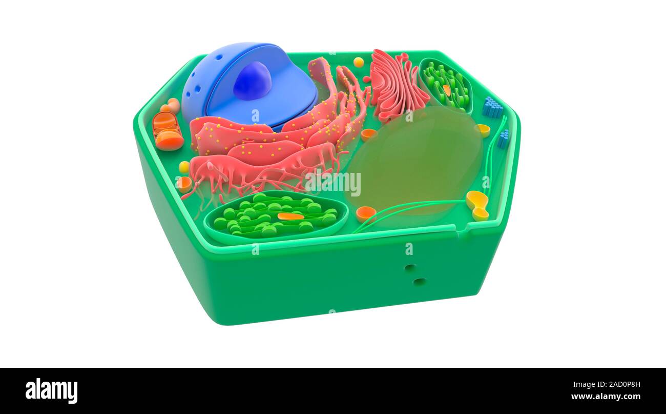 Pflanzenzelle Komponenten und Organellen, Illustration. Die Zellwand ...