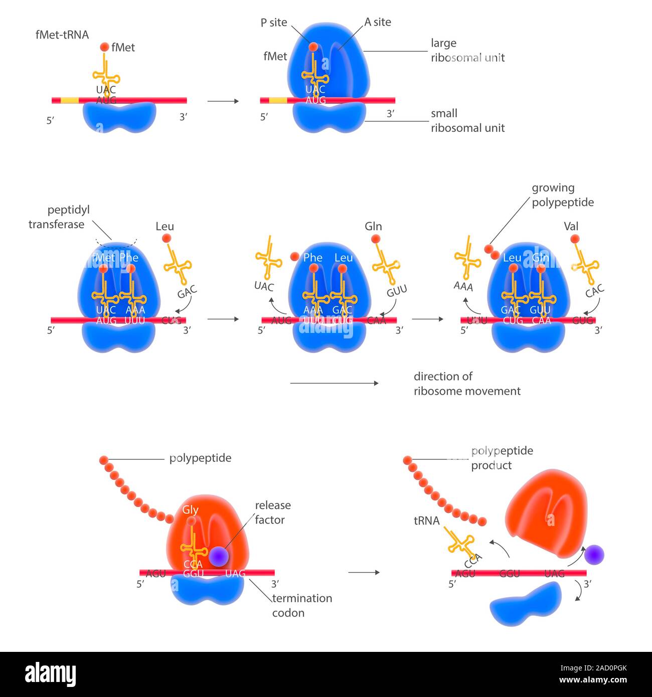 Phasen der Proteinsynthese. Abbildung: Phasen der Proteinsynthese in den Zellen: Einleitung (Top ...