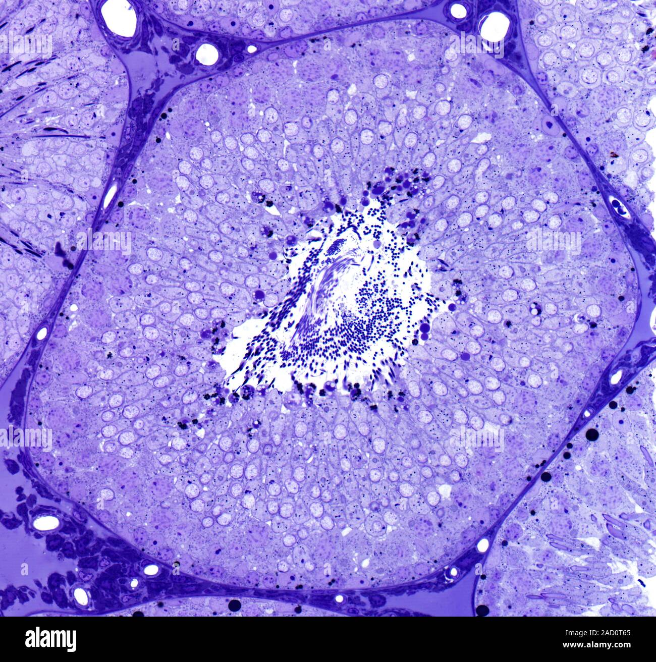 Lichtmikroskopie der Tubuli seminiferi Tubulus in der Hoden. Hinweis ...