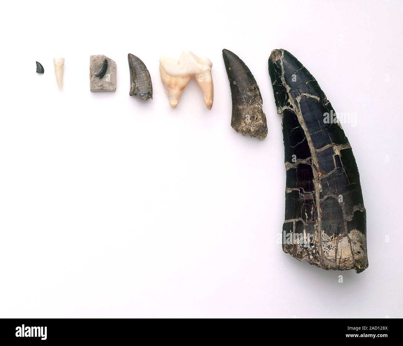 Sammlung der Zähne der Fleischfresser', bestehend aus troodon Zahn ...