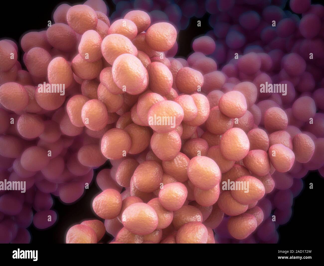 Staphylokokken. Computer Abbildung: Eine Gruppe von Staphylococcus ...