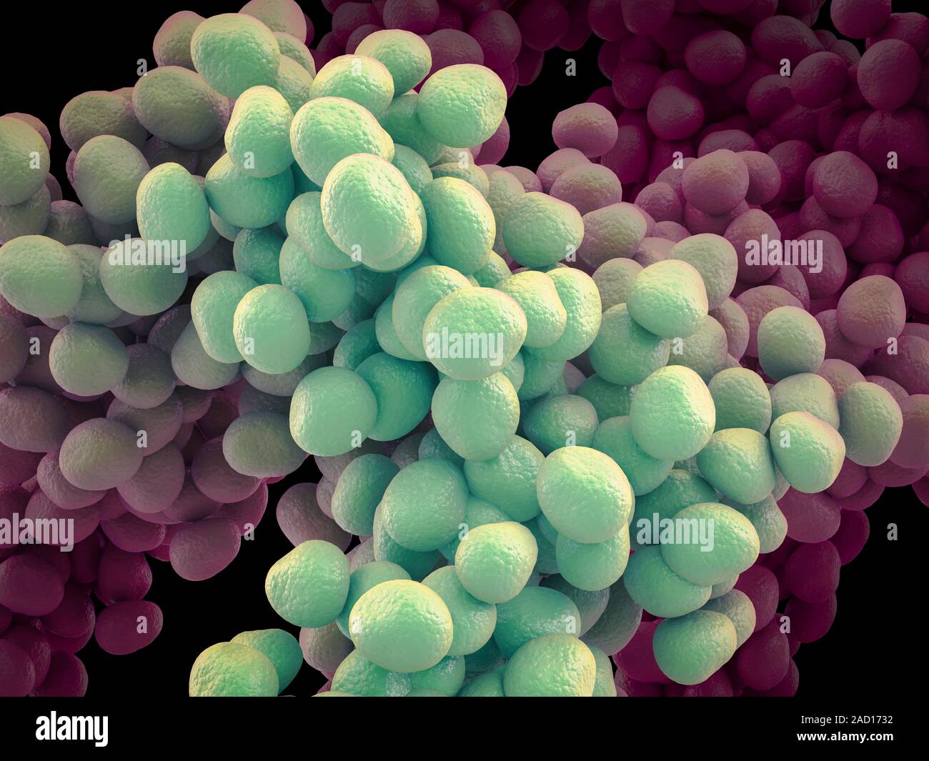 Staphylokokken. Computer Abbildung: Eine Gruppe von Staphylococcus ...