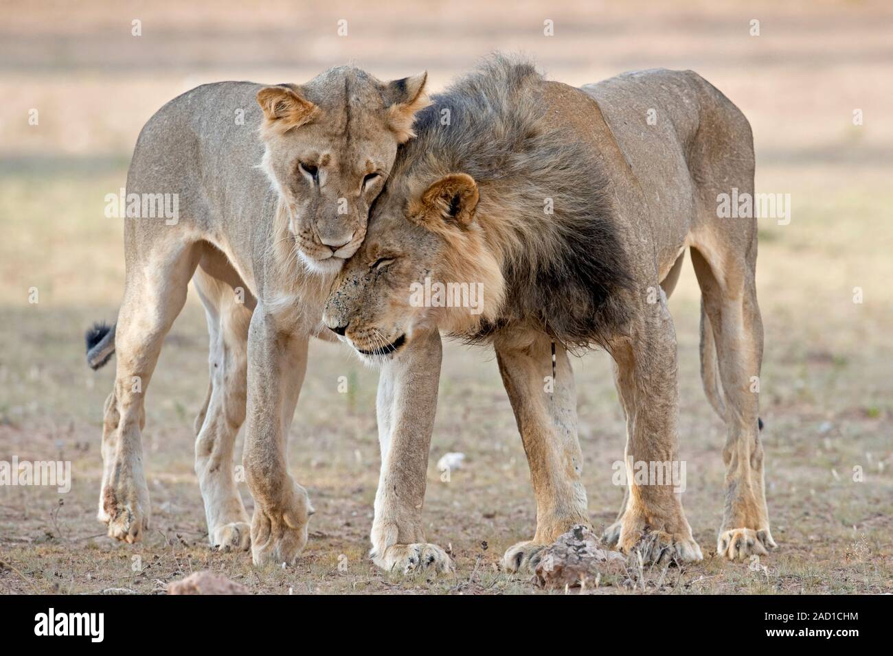 Das Bild zeigt einen Jugendlichen männlichen Afrikanischer Löwe ...