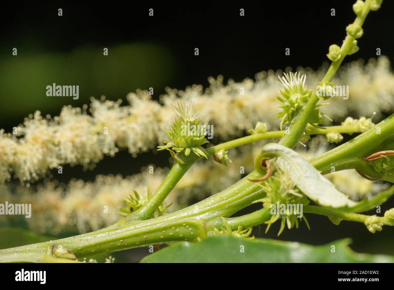 Castanea Sativa Edelkastanie Esskastanie Stockfotos und -bilder Kaufen ...