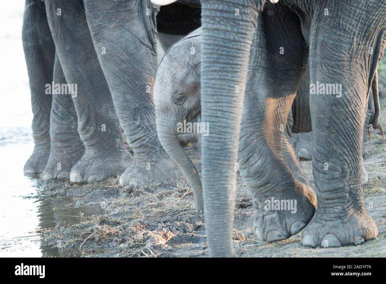 Between the legs -Fotos und -Bildmaterial in hoher Auflösung - Seite 2 ...