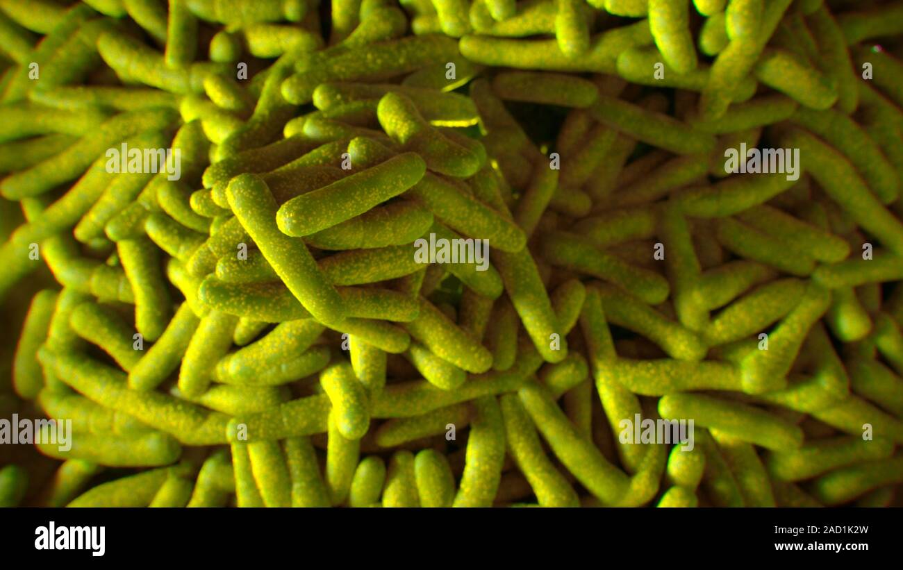 Propionibacterium Bakterien, Illustration. Diese sind ein Beispiel für ...