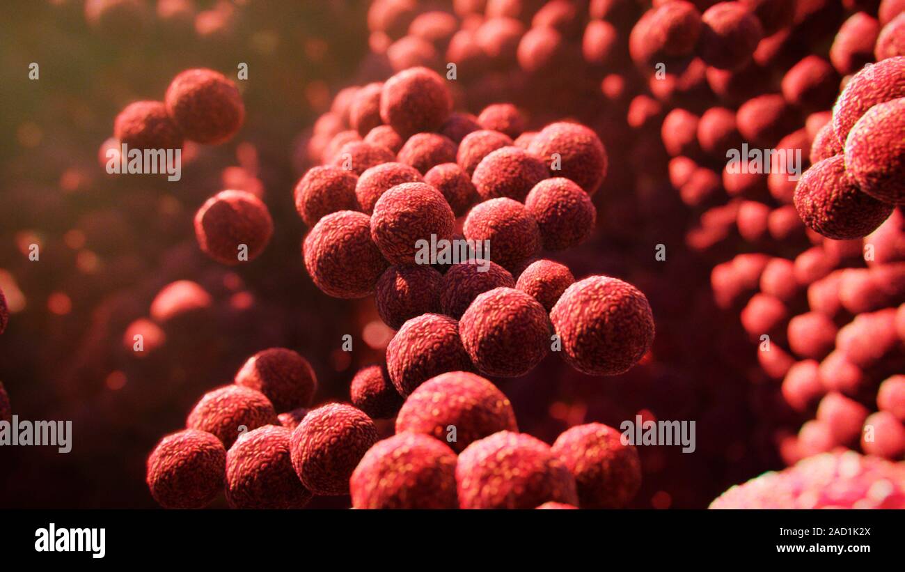 Staphylococcus epidermidis Bakterien, Illustration. Diese Gram-positive ...