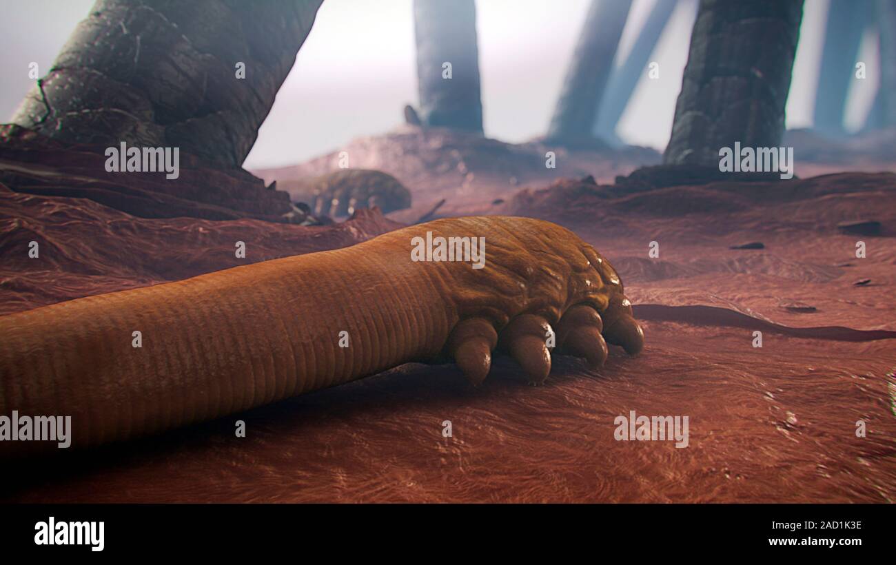 Demodex folliculorum Milbe, Illustration. Diese parasitäre/Kommensalen ...