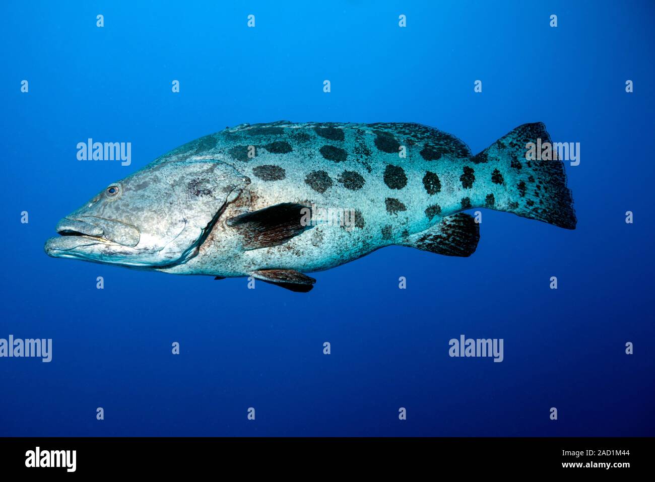Zackenbarsche (Epinephelus tukula). Dieses große Fische, die auch als ...