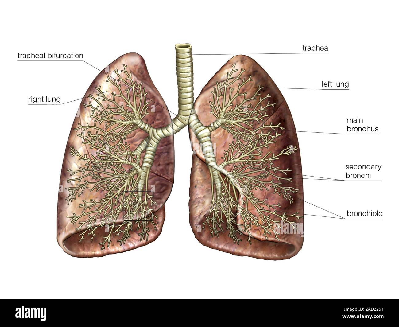 Darstellung der Bronchialbaum, interne Struktur. Diese Bezeichnung ...