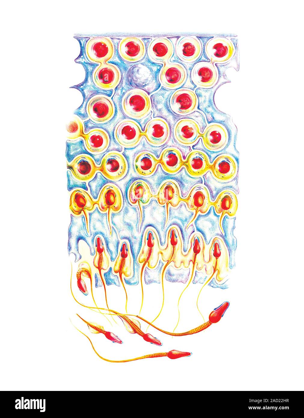 Abbildung des männlichen Genitale, Spermatogenese und der spermiogenese ...