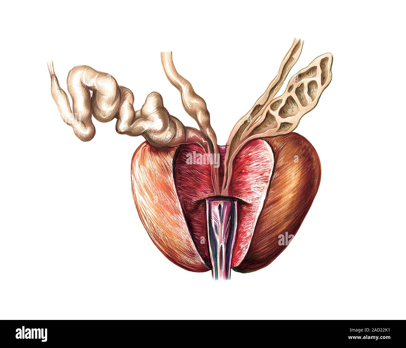 Abbildung der Prostata. Diese anterior geschnitten Ansicht Abbildung ist von Asklepios Atlas der ...