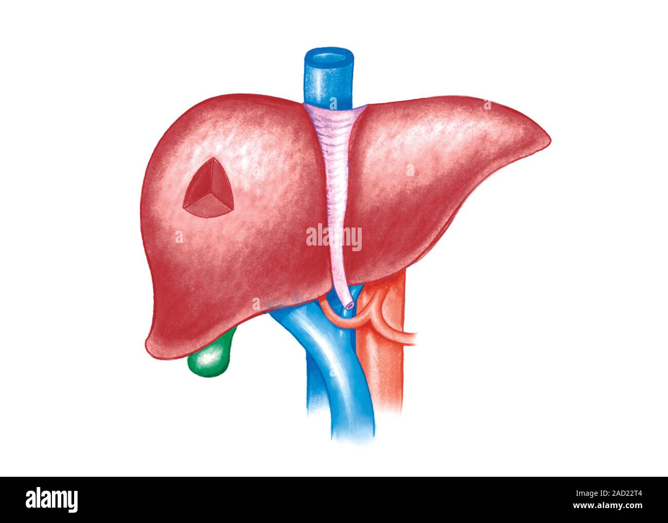 Darstellung der Struktur der Lobule der Leber. Diese Abbildung ist von ...