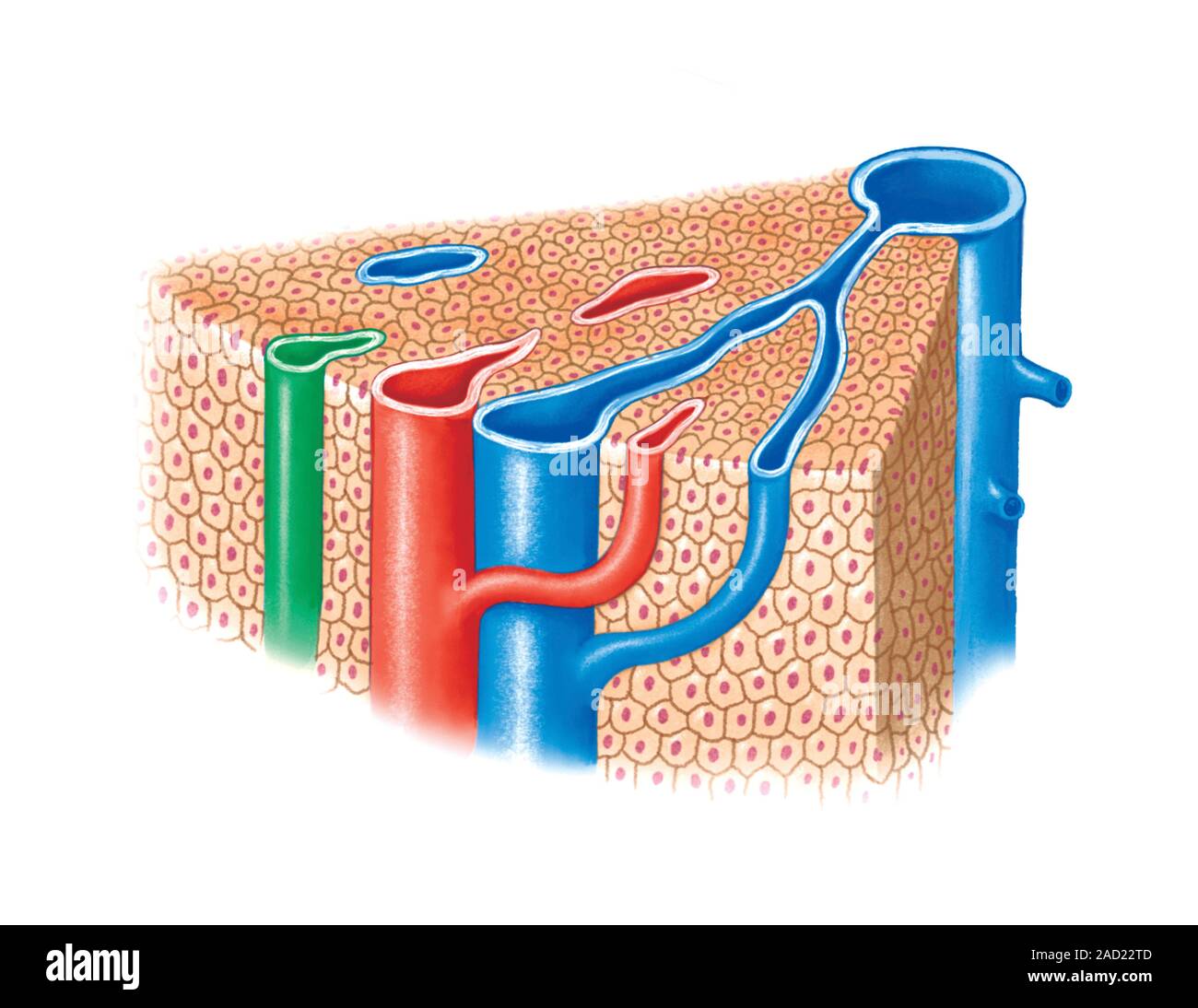 Darstellung der Struktur der Lobule der Leber. Diese Abbildung ist von ...