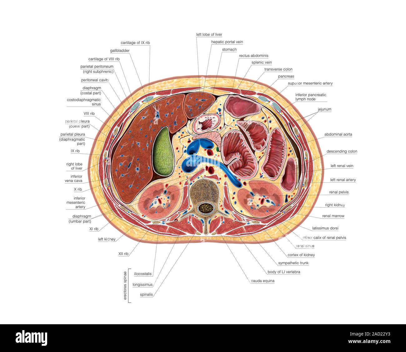 Abbildung des Abdomen, Querschnitt auf Niveau zum LI Wirbel. Diese ...