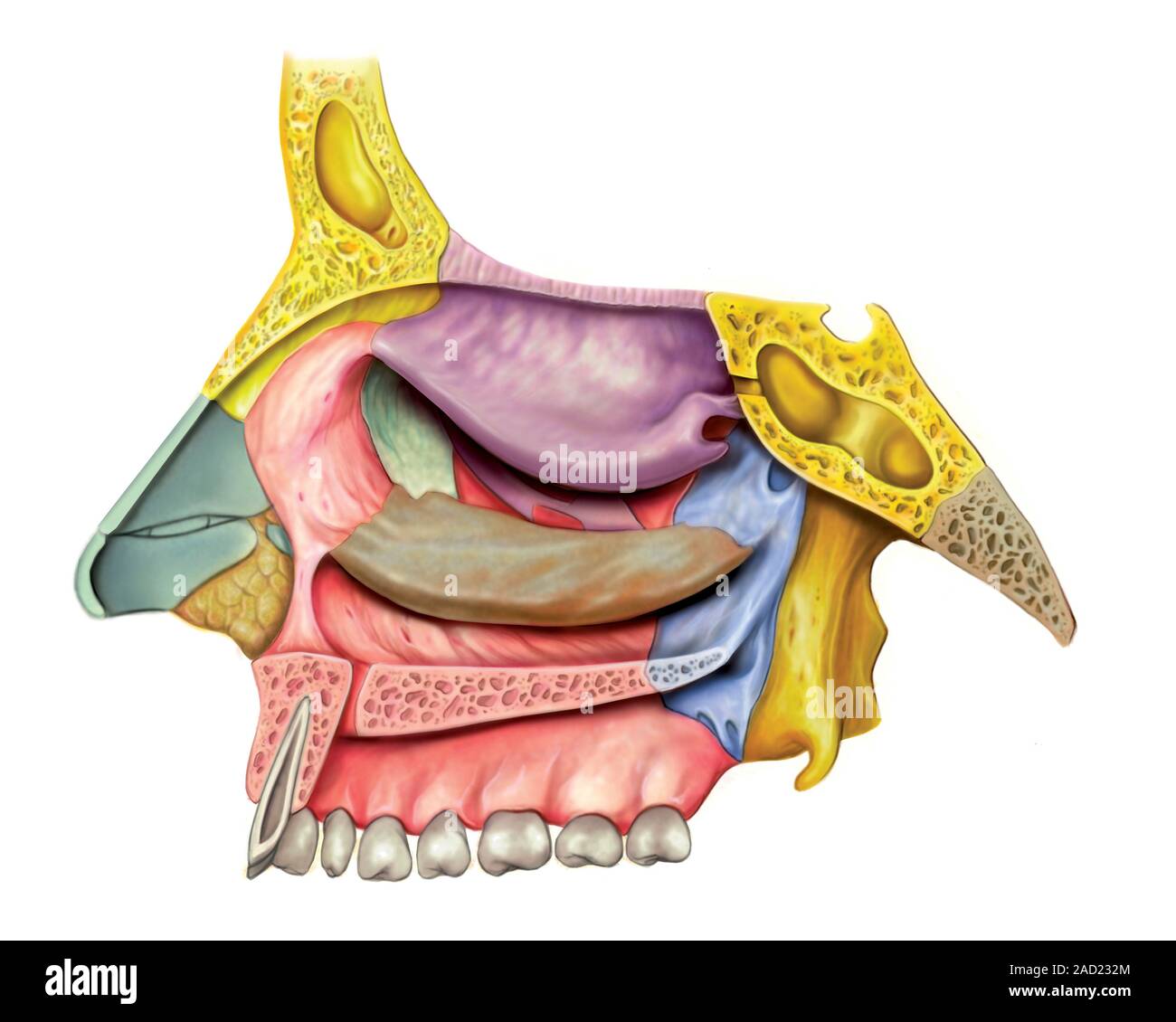 Abbildung der oberen Atemwege, Nasenhöhle. Diese medial Ansicht ...