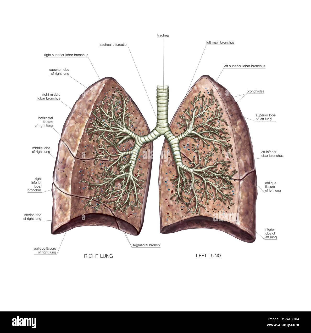 Darstellung der Lunge. Dieses Bild von der Innenansicht mit der ...